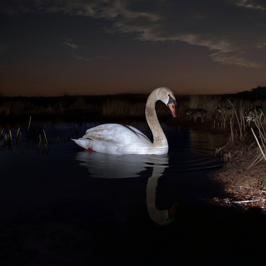 Ludwig Wandinger – Is Peace Wild? (LP) – Soundohm